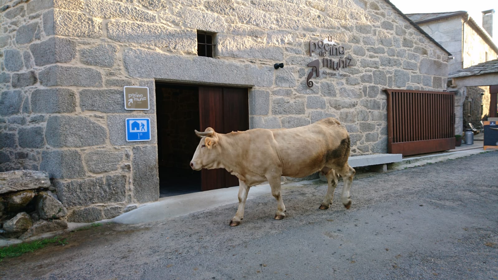 A Pociña de Muñiz - Gusuguito Peregrino